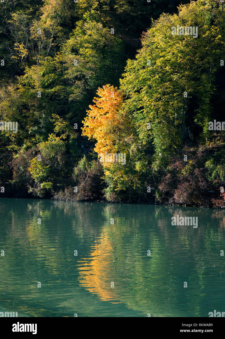 Autumn trees reflecting various hi-res stock photography and images - Alamy