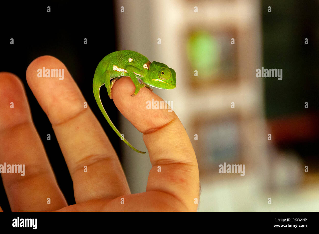 Small animal zoo chameleon hi-res stock photography and images - Alamy