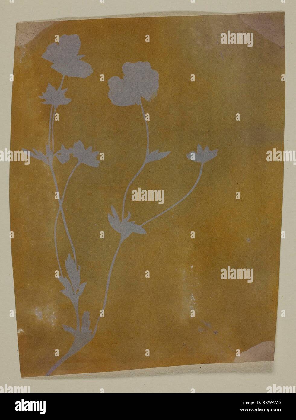 William henry fox talbot flowers hi-res stock photography and images ...