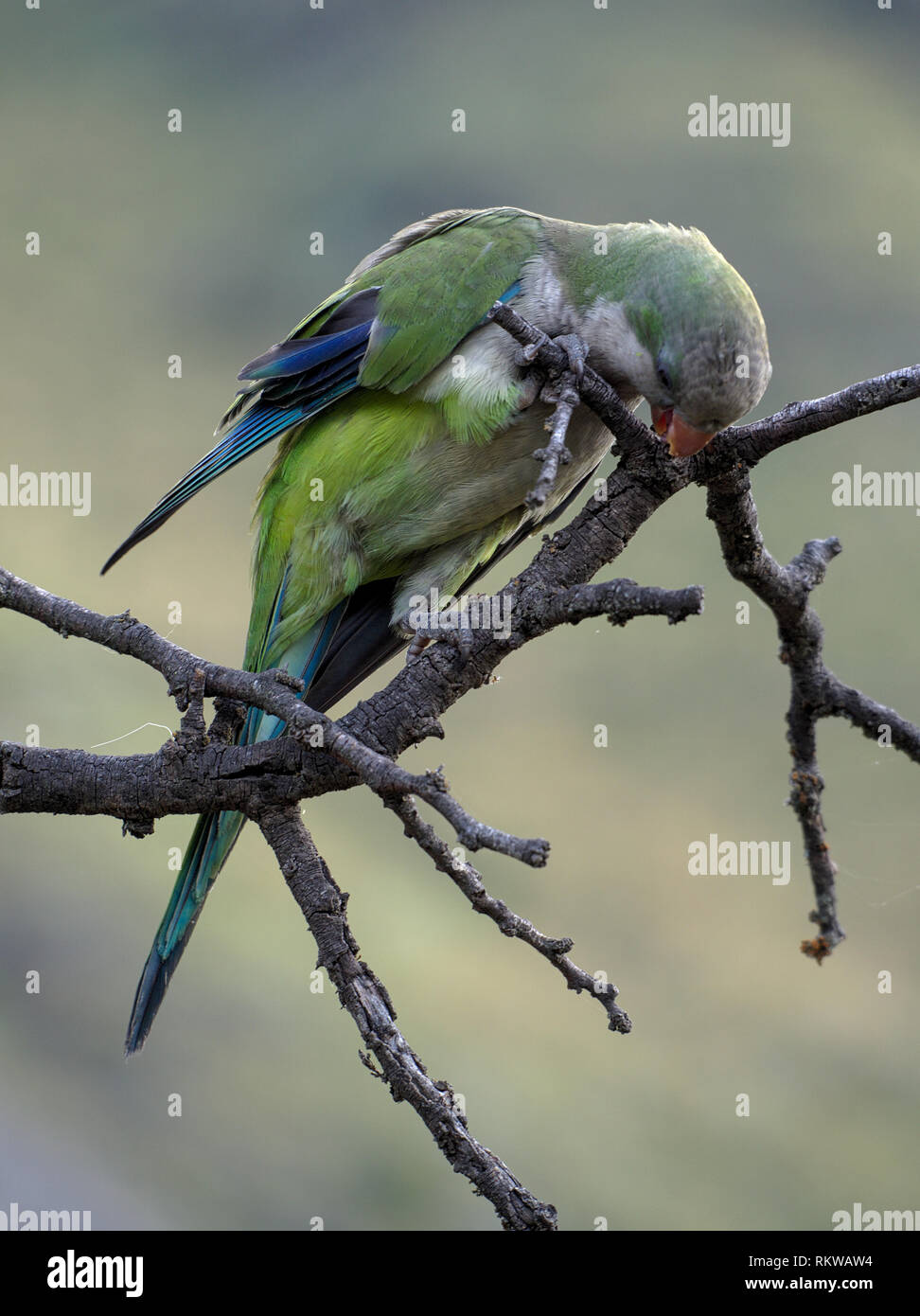 A parrot on a tree in Merlo, San Luis, Argentina Stock Photo - Alamy