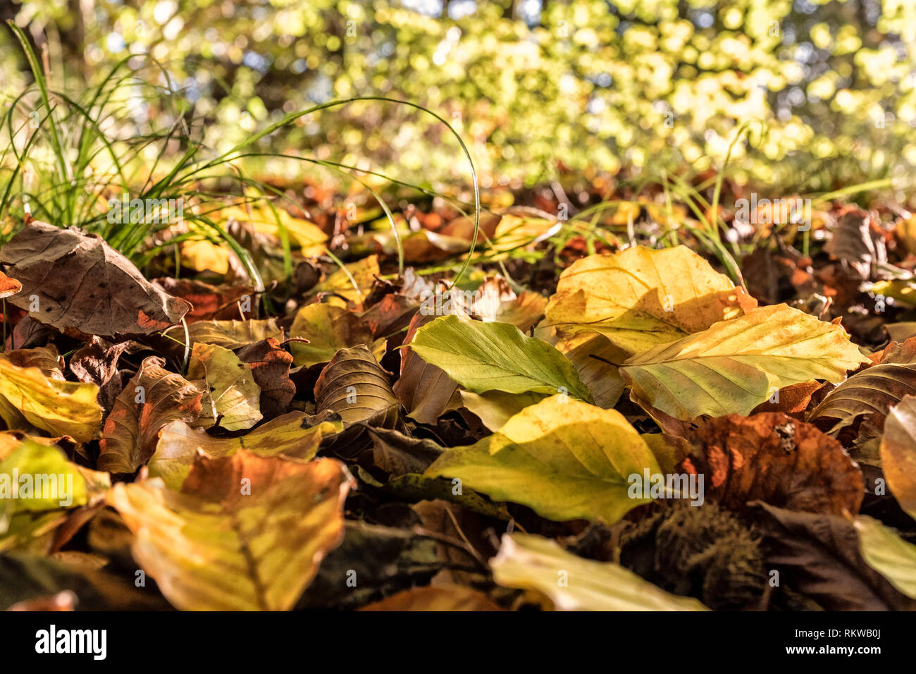 Forest floor great britain hi-res stock photography and images - Alamy
