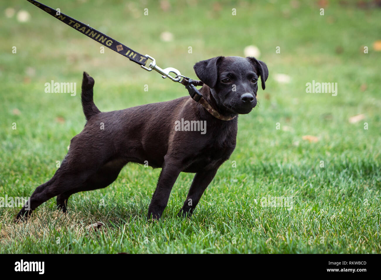 Patterdale Terrier puppy Stock Photo - Alamy