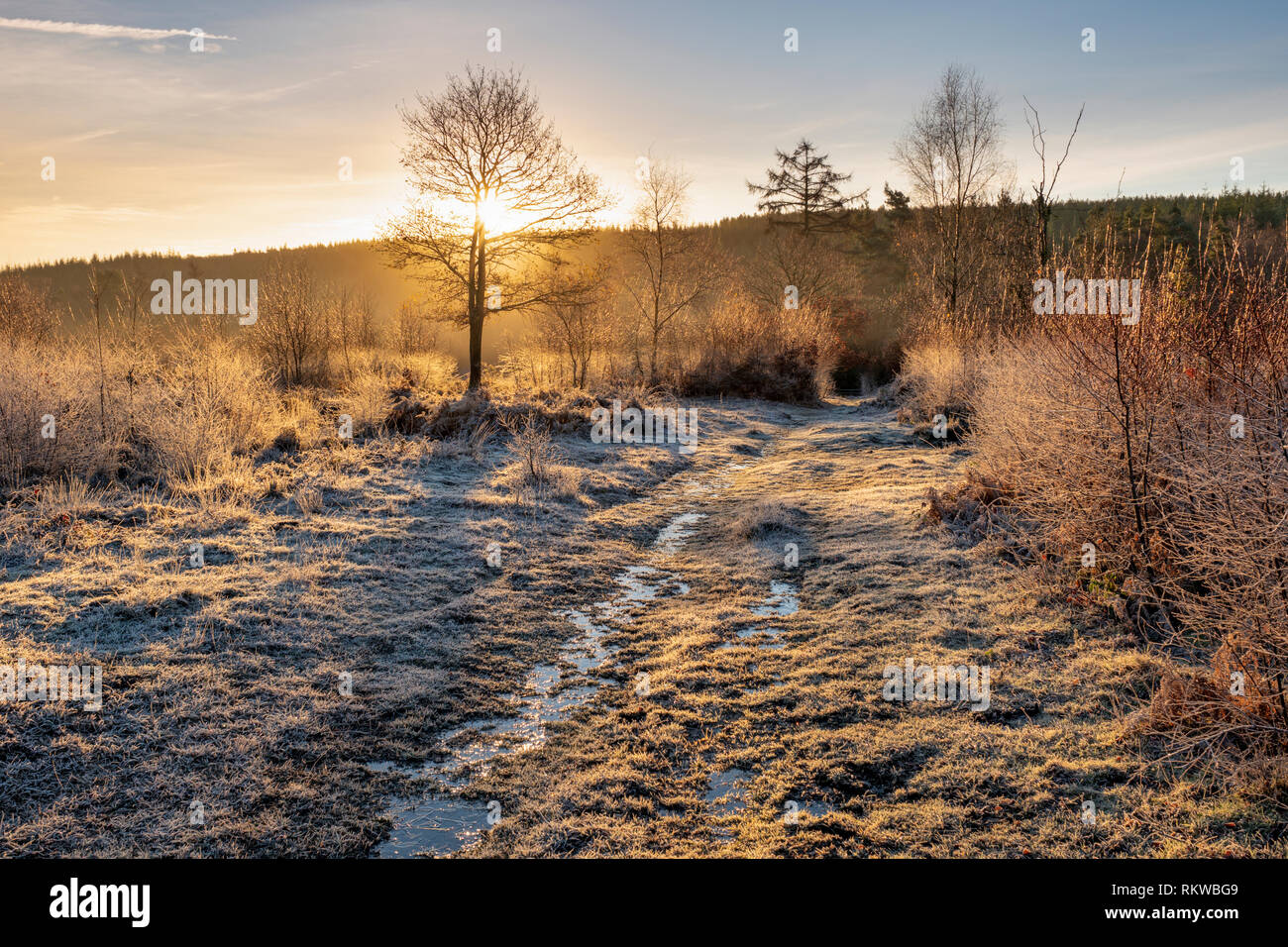 Cleddon bog hi-res stock photography and images - Alamy