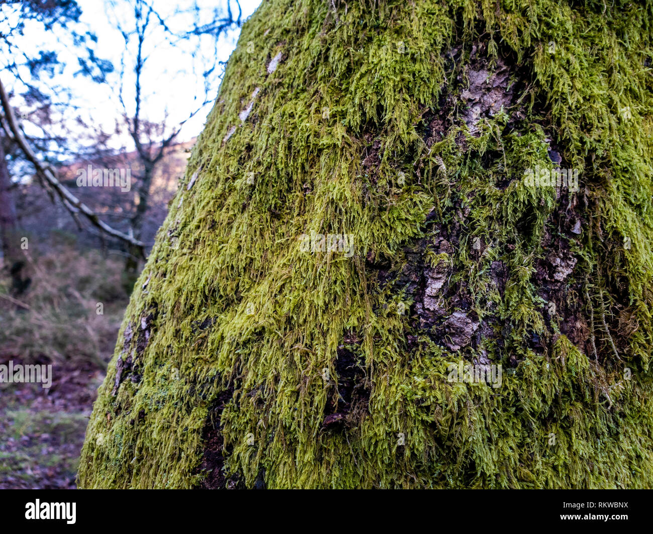 Tree with musk and lichens Stock Photo - Alamy