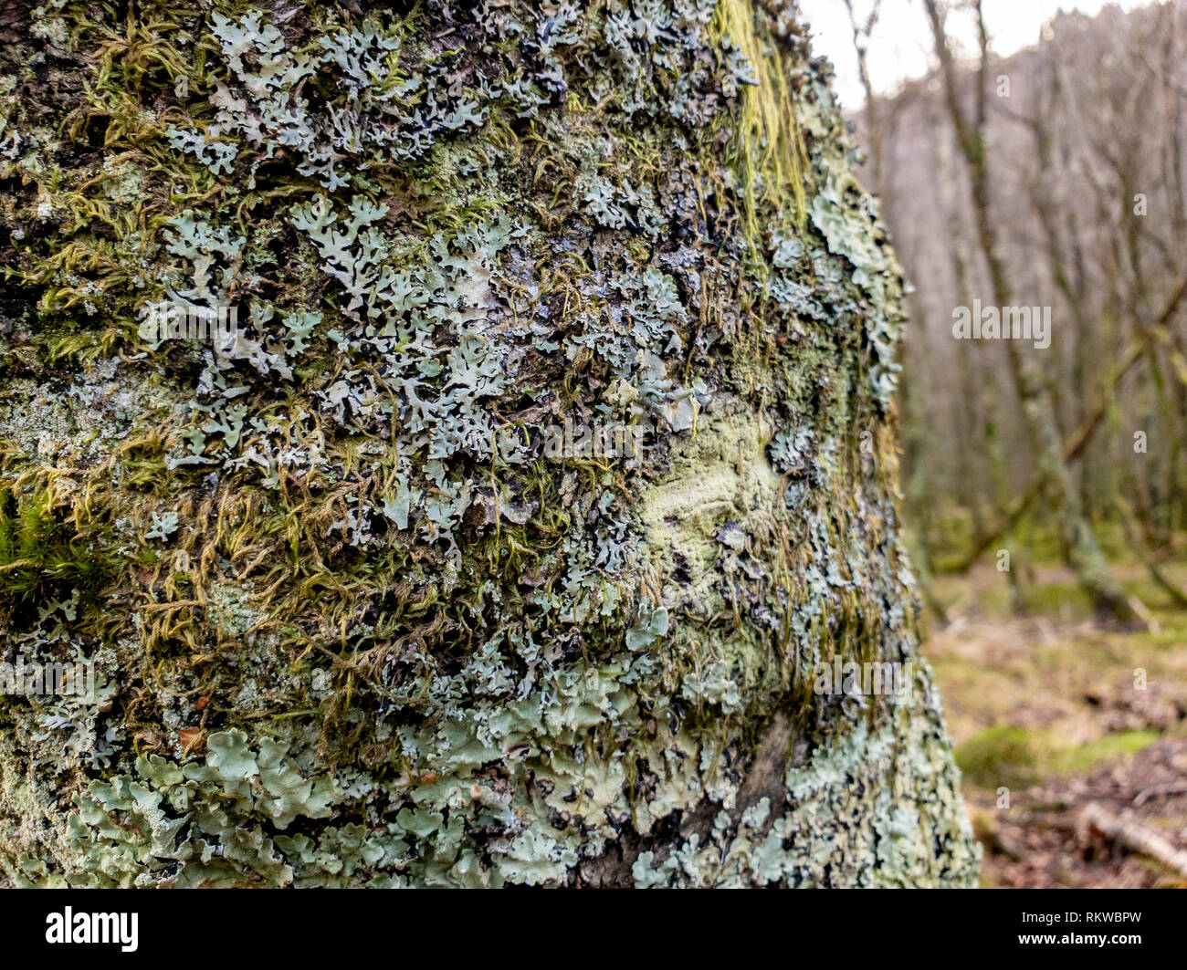 Tree with musk and lichens Stock Photo - Alamy