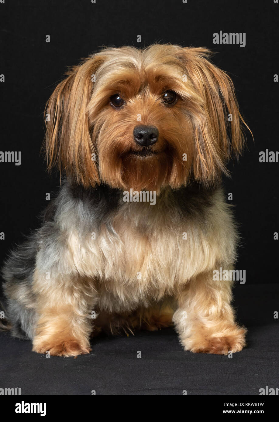 Yorkshire terrier yorkie hi-res stock photography and images - Alamy