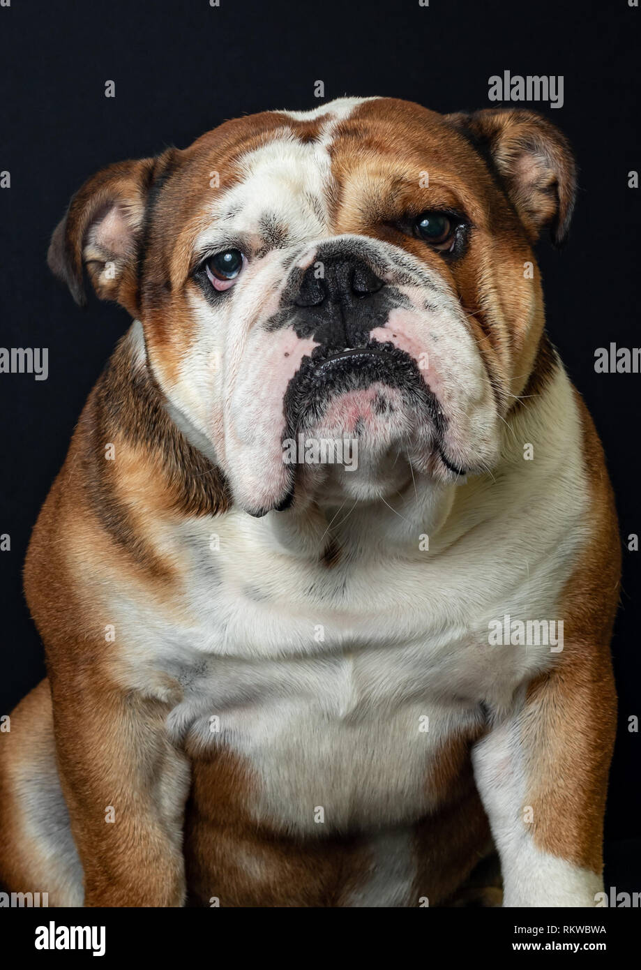 British bull dog hi-res stock photography and images - Alamy