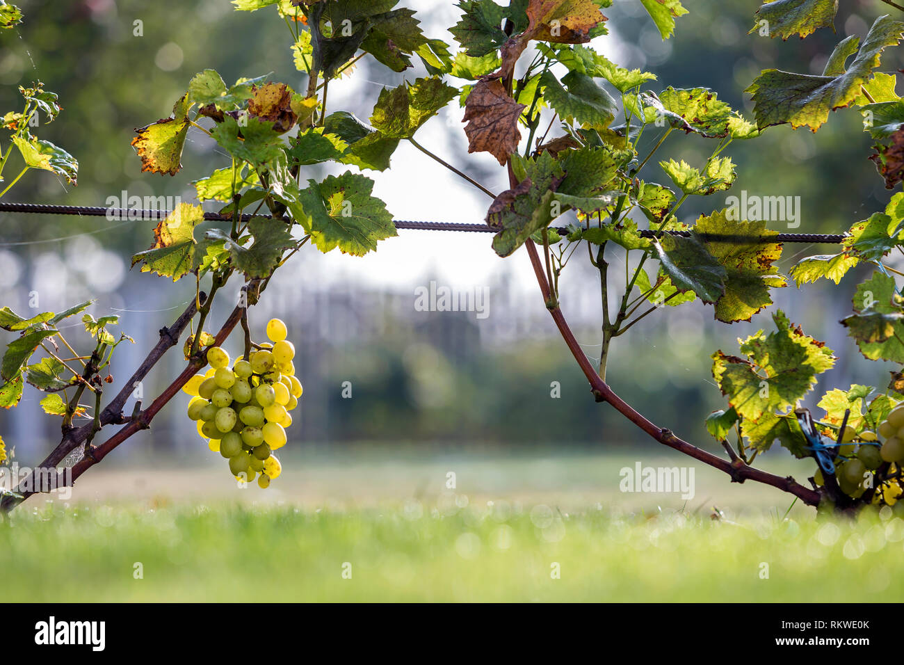Tied up grapevine hi-res stock photography and images - Alamy