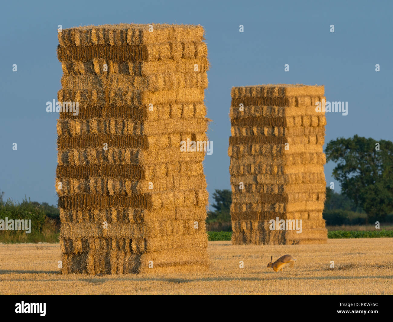 Straw stack in stubble field with hare running Stock Photo - Alamy