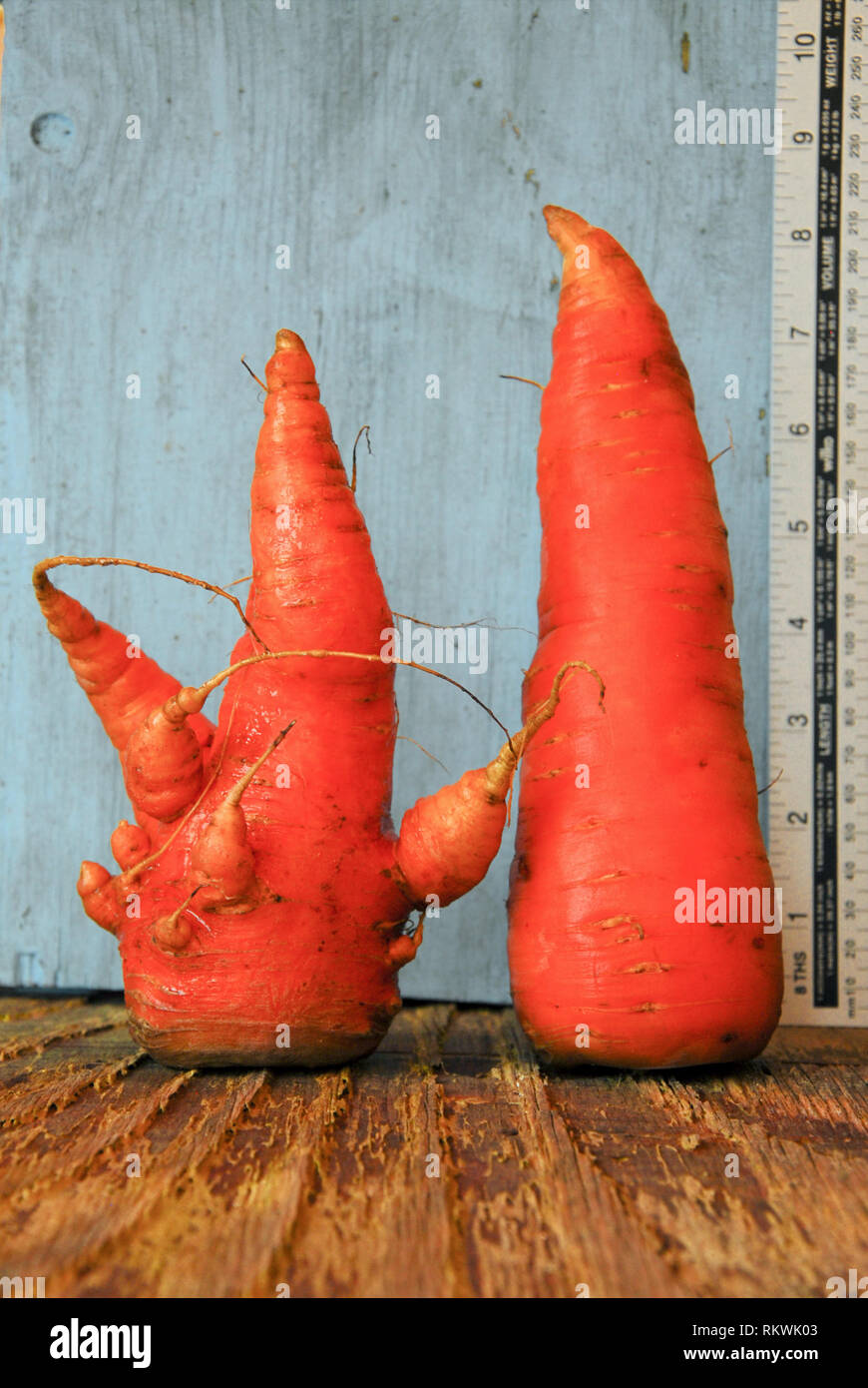 Fortuneswell. 12th February 2019. Portlander, Stuart (66), is 'digging ...