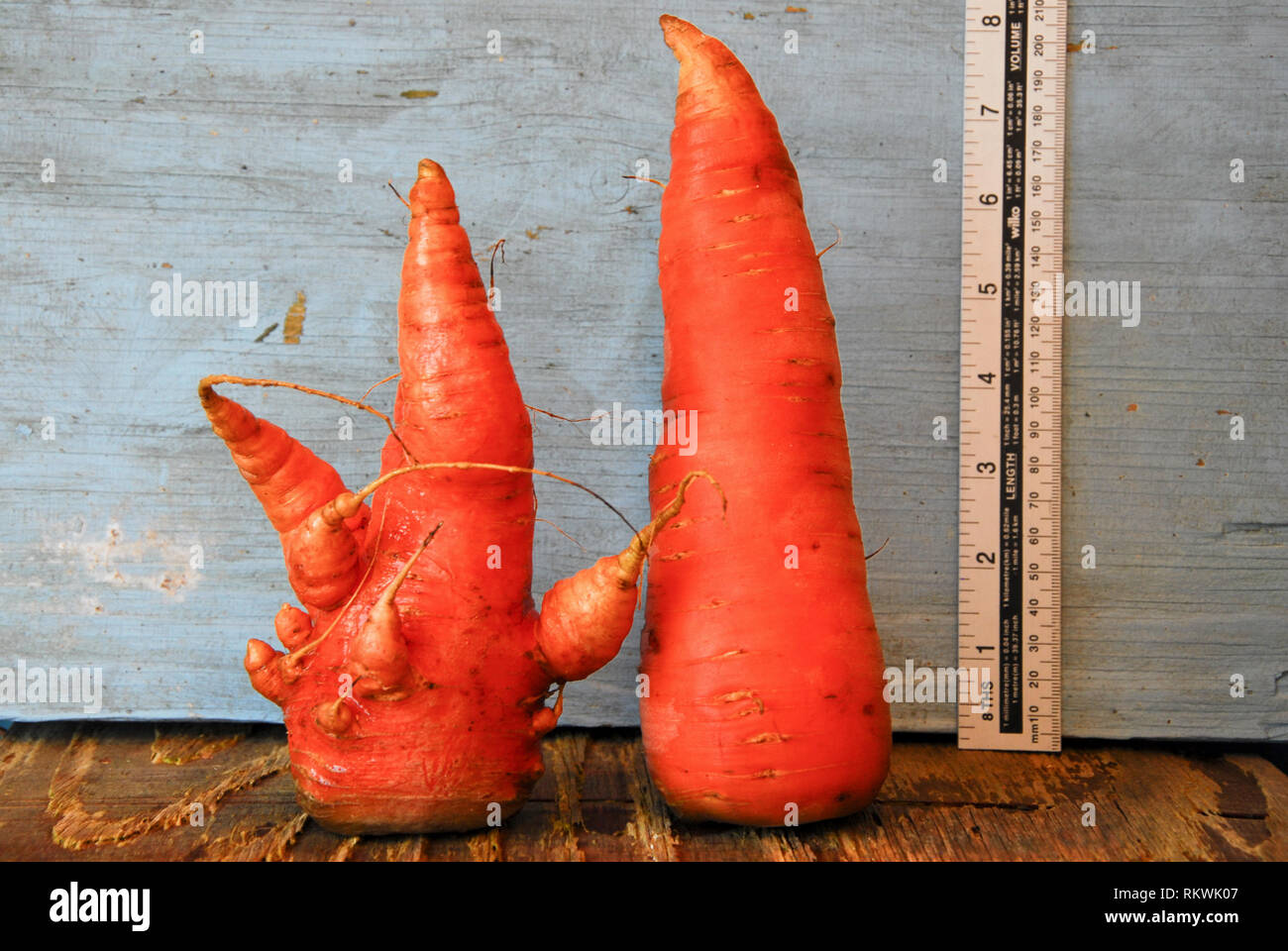 Unusual shaped carrots hi-res stock photography and images - Alamy
