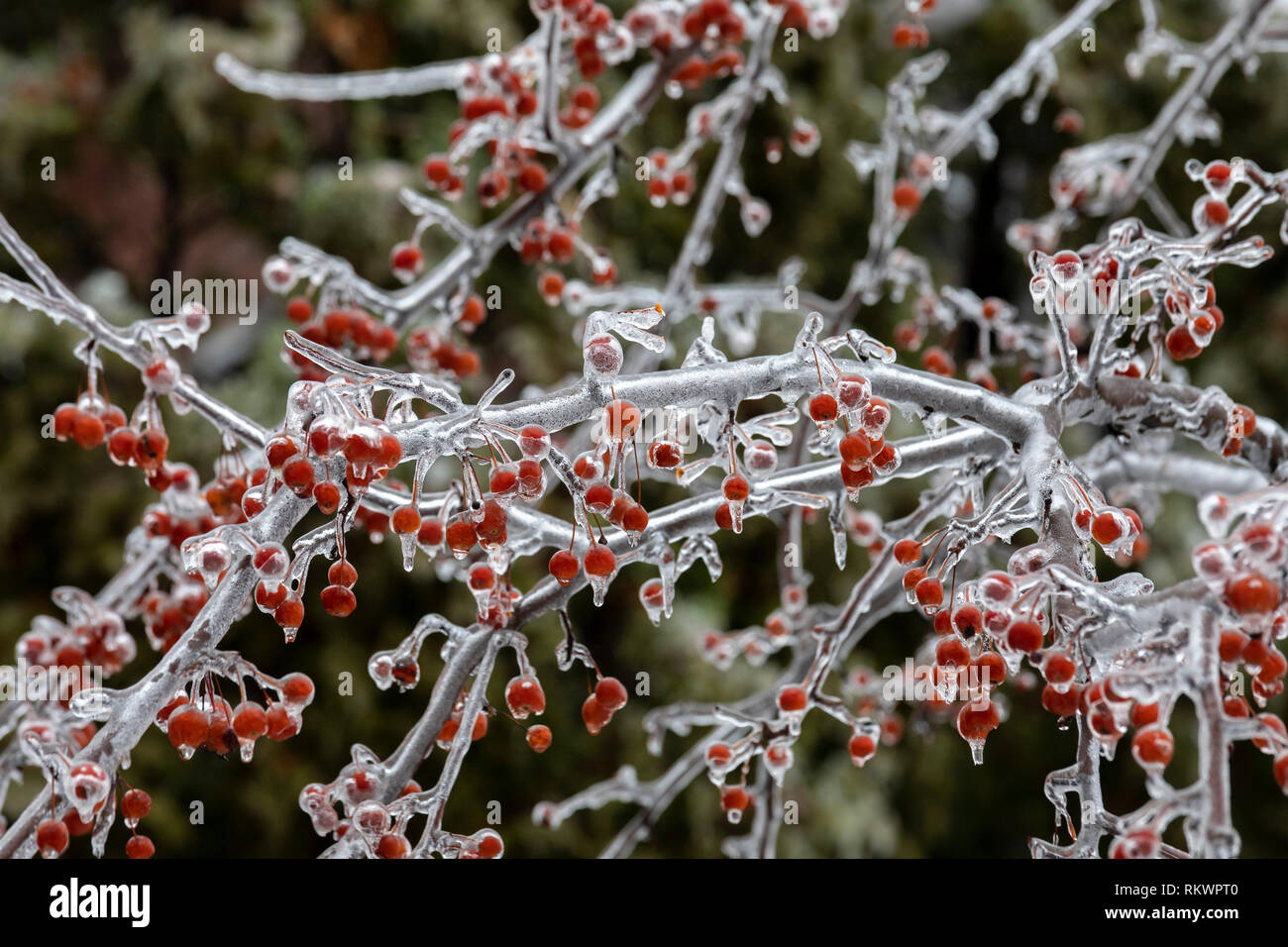 Freezing rain hi-res stock photography and images - Alamy
