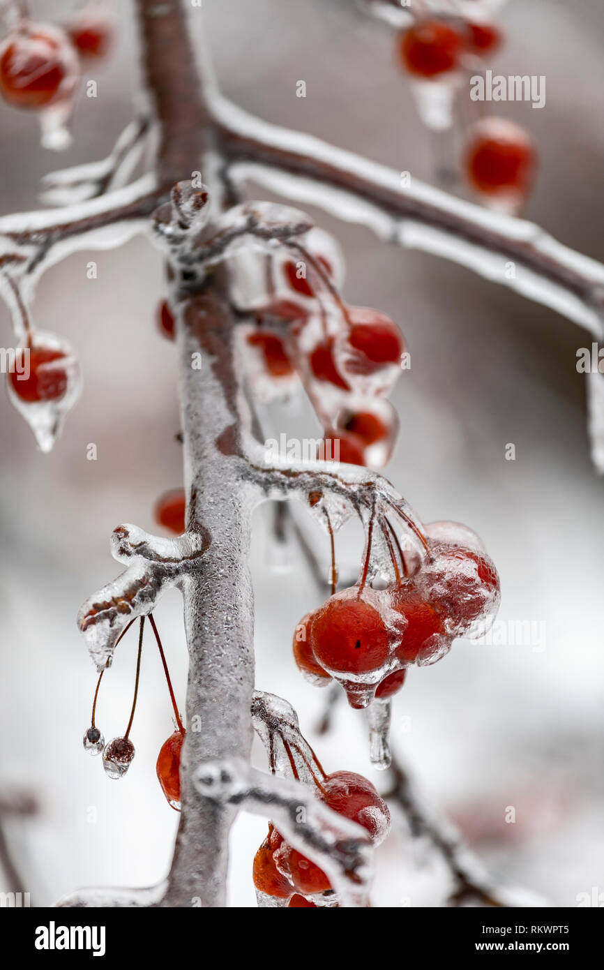 Freezing Rain Tree Usa High Resolution Stock Photography and Images - Alamy