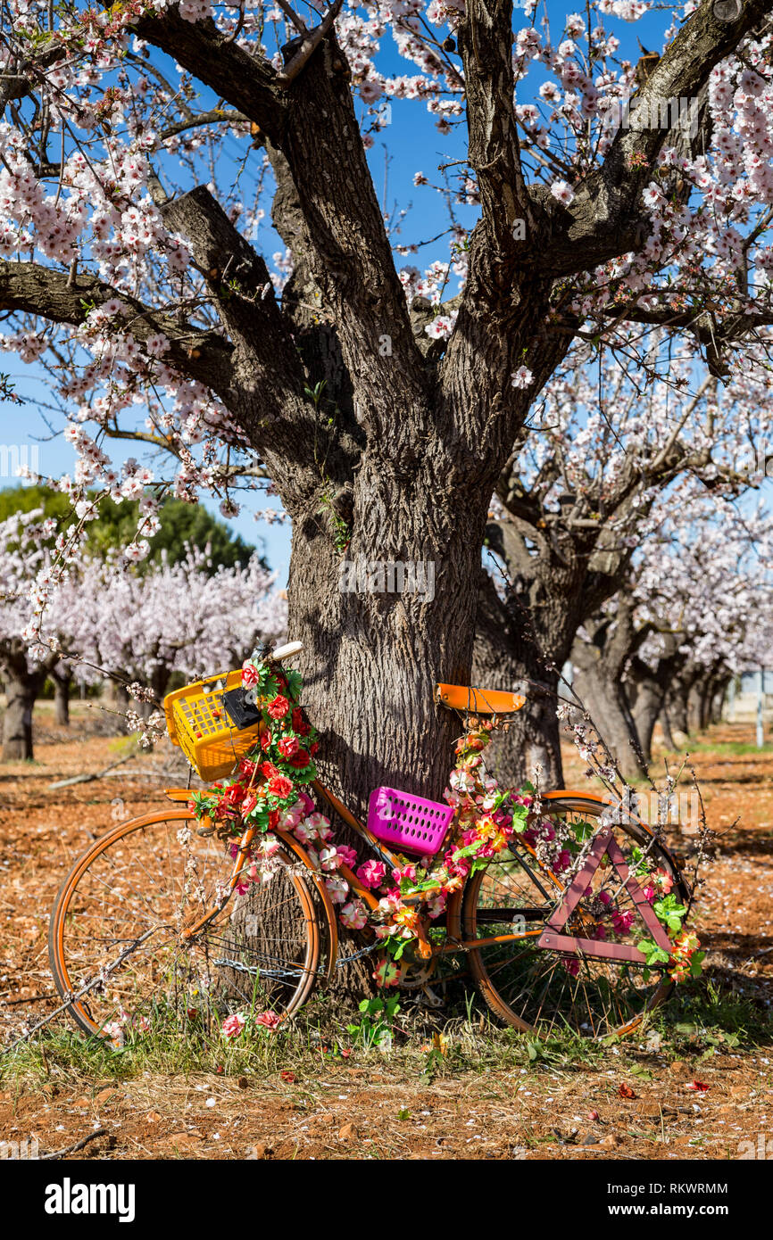 Jalon Valley, Costa Blanca, Spain, 12th February 2019. A decorated ...
