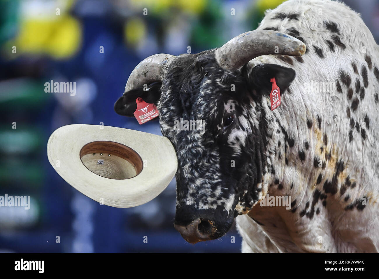 Arlington, Texas, USA. 10th Feb, 2019. A cowboy hat hits a bull named ...