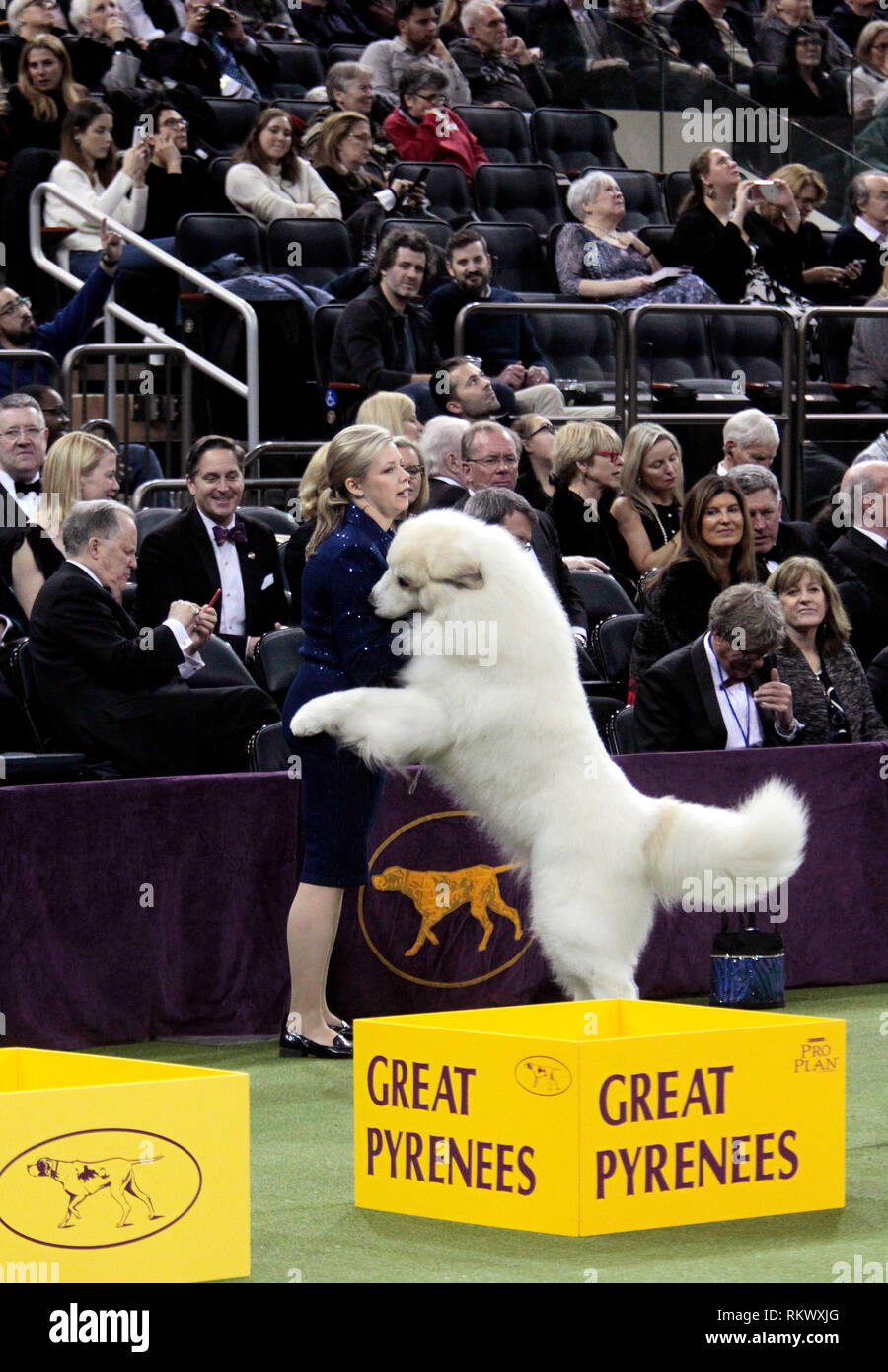 Great pyrenees show dog hi-res stock photography and images - Alamy