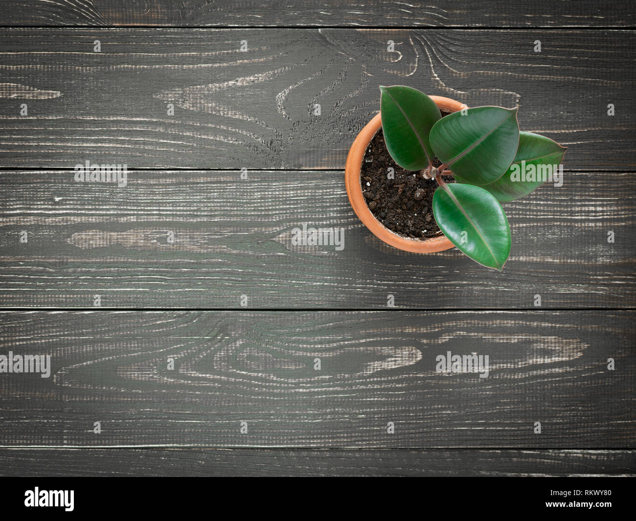 Ficus elastica in a pot on a dark wood background, top view Stock Photo ...