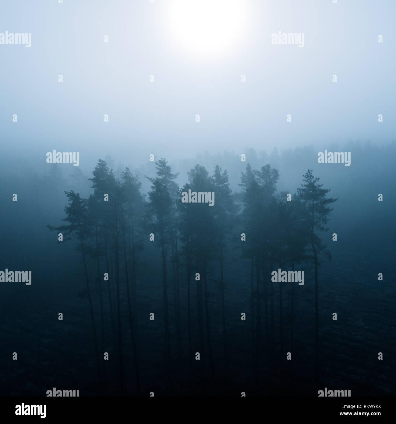 Aerial view dark forest treetops hi-res stock photography and images ...