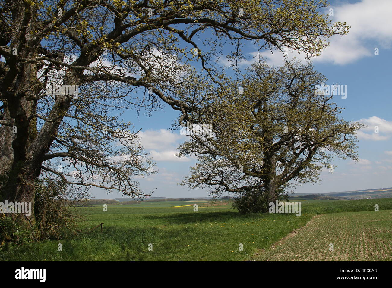 Oaks / Spring landscape with a tree Stock Photo - Alamy