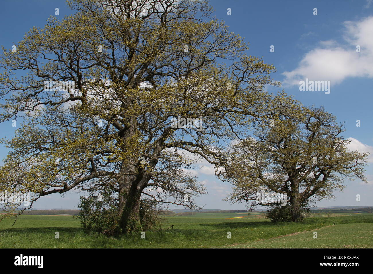Oaks / Spring landscape with a tree Stock Photo - Alamy