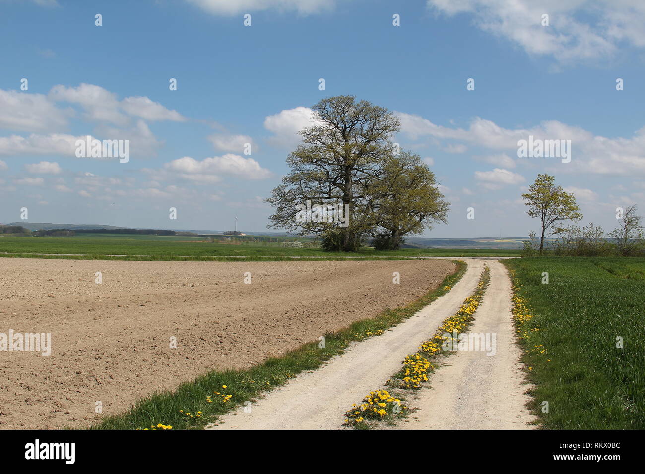Spring Landscape with trees and road Stock Photo - Alamy
