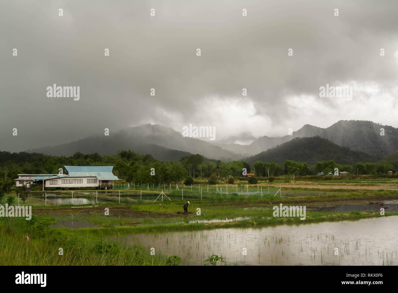 the village of Bario. With rice fields surrounded by mountains and ...