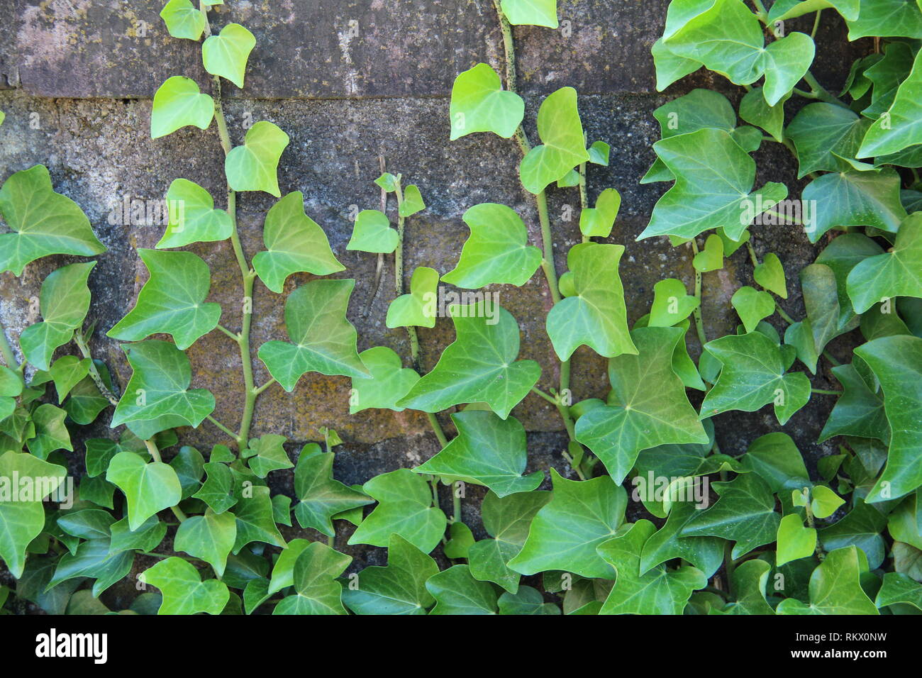 Ivy / Ivy - creeping shrubs clinging to their adventitious roots of the ...