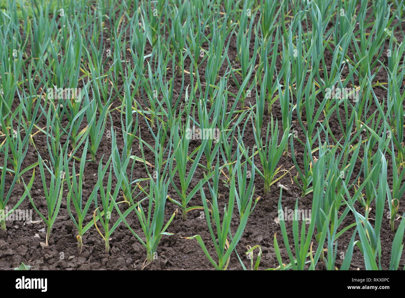 Natur outdoor knoblauch hi-res stock photography and images - Alamy