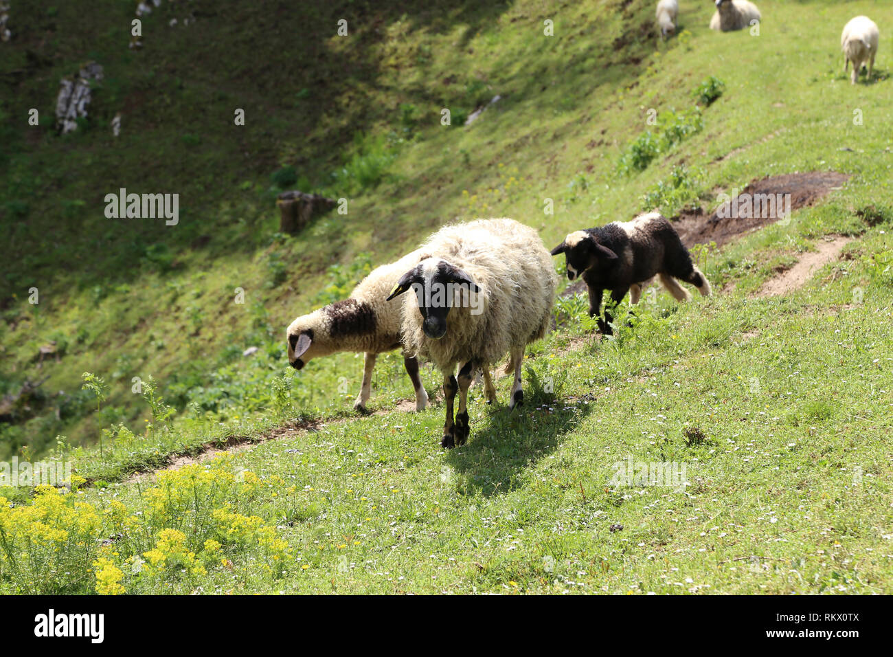 Paddock gras hi-res stock photography and images - Alamy