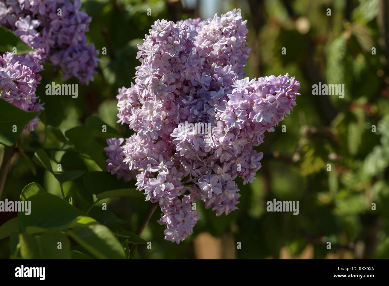 Spring. Blooming lilacs in the town park Stock Photo - Alamy