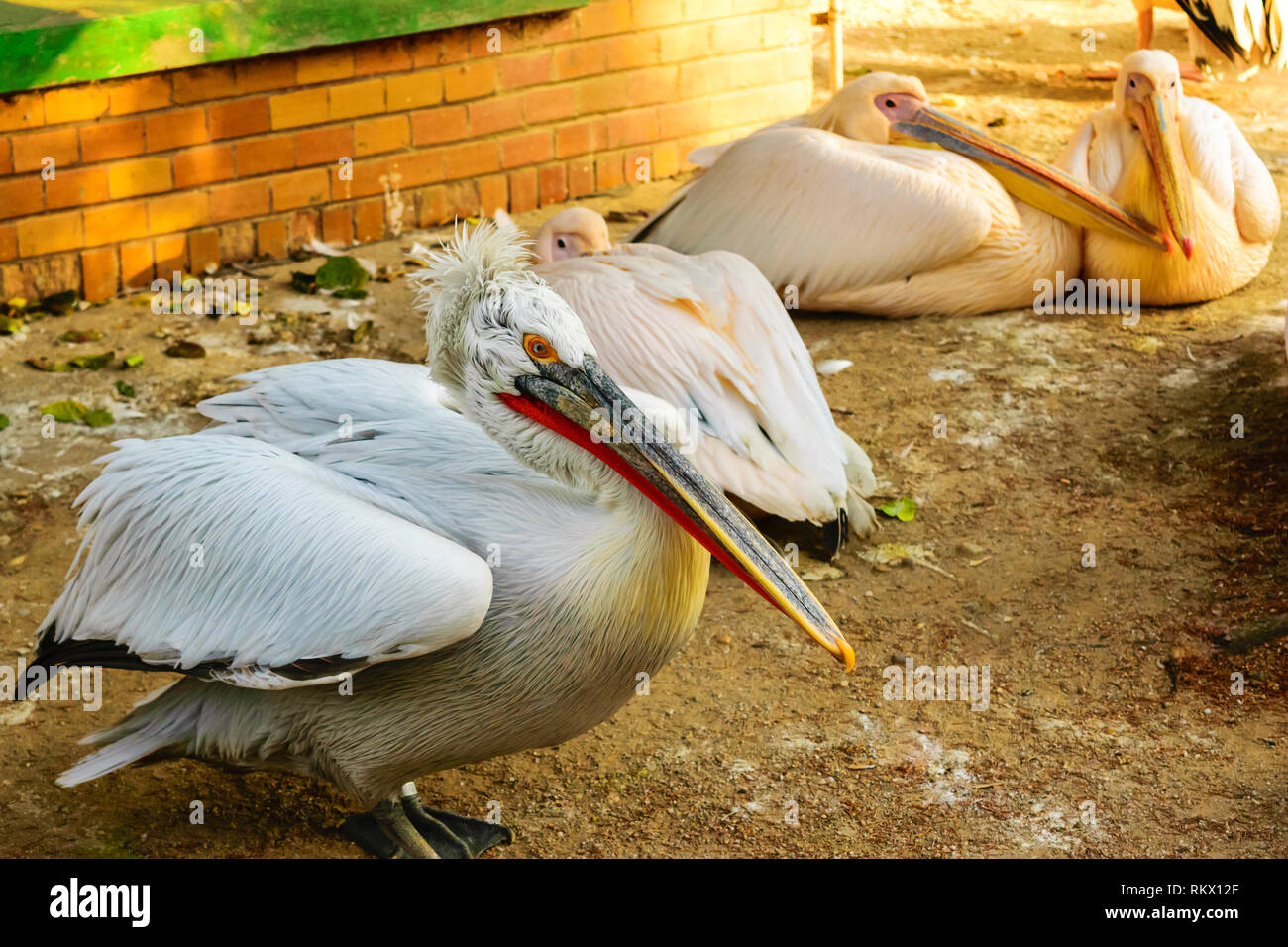 Colorful bird male pelican raised in captivity Stock Photo - Alamy