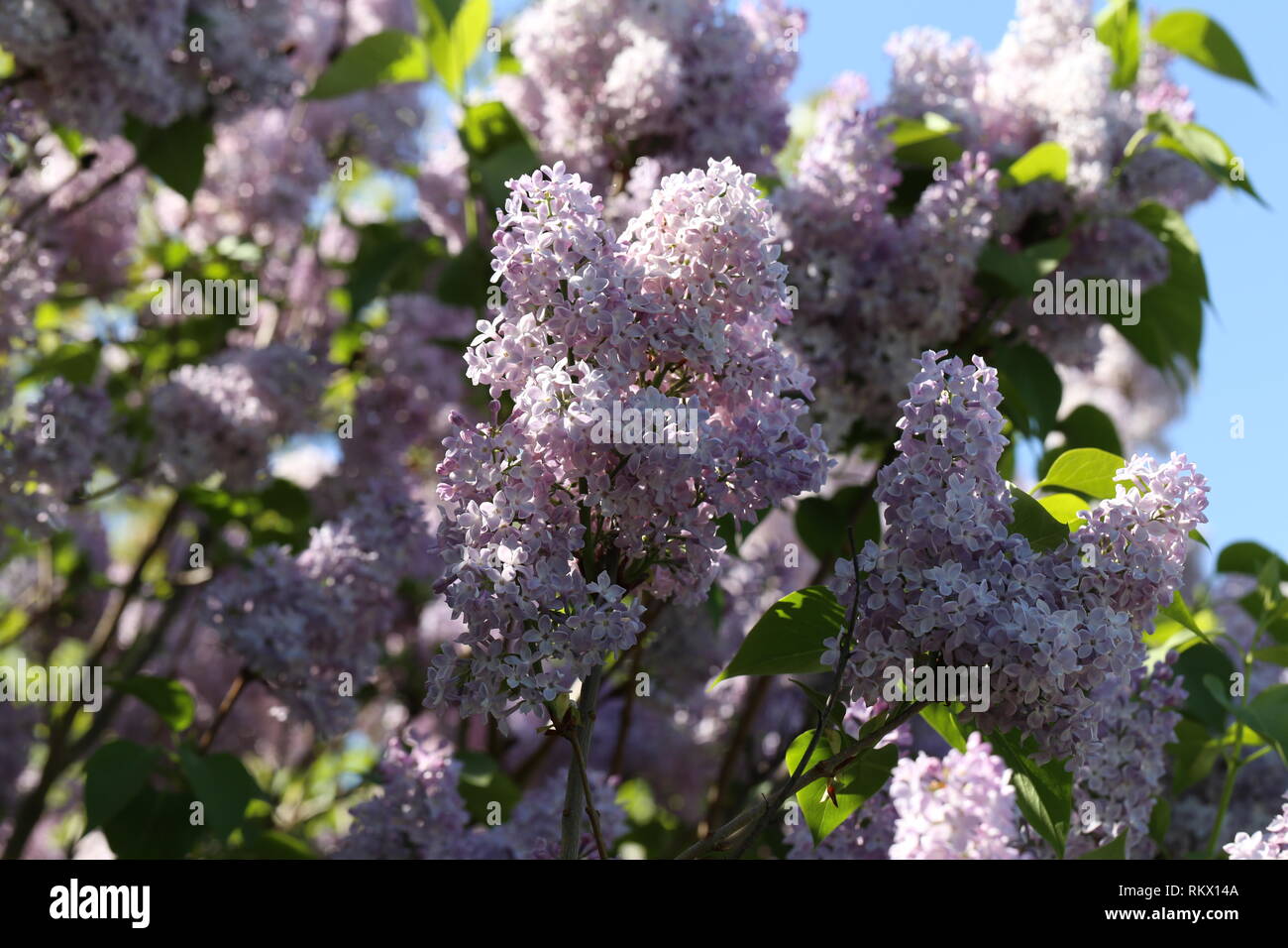 Spring. Blooming lilacs in the town park Stock Photo - Alamy