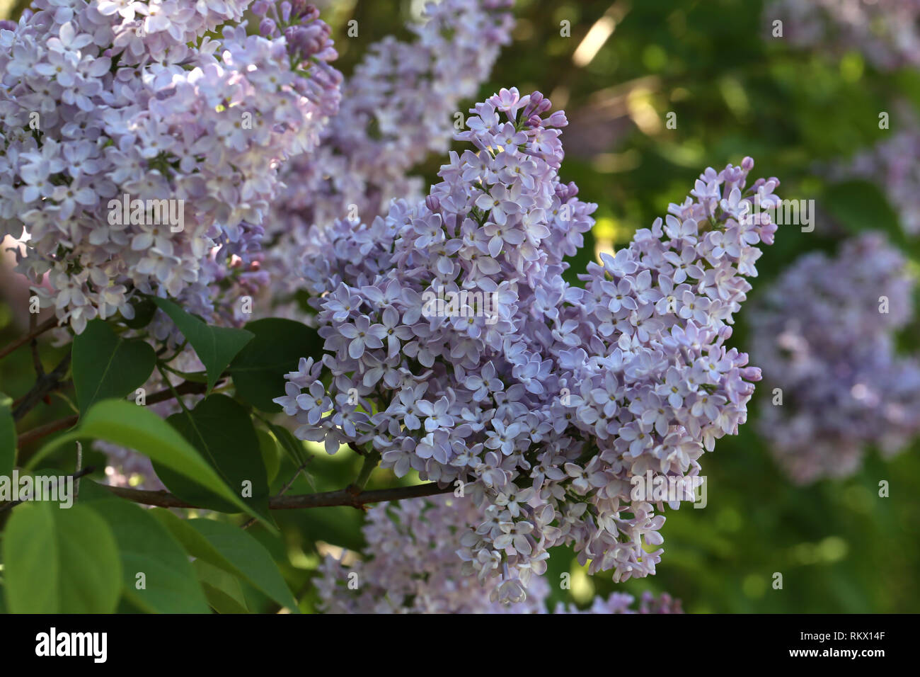 Spring. Blooming lilacs in the town park Stock Photo - Alamy