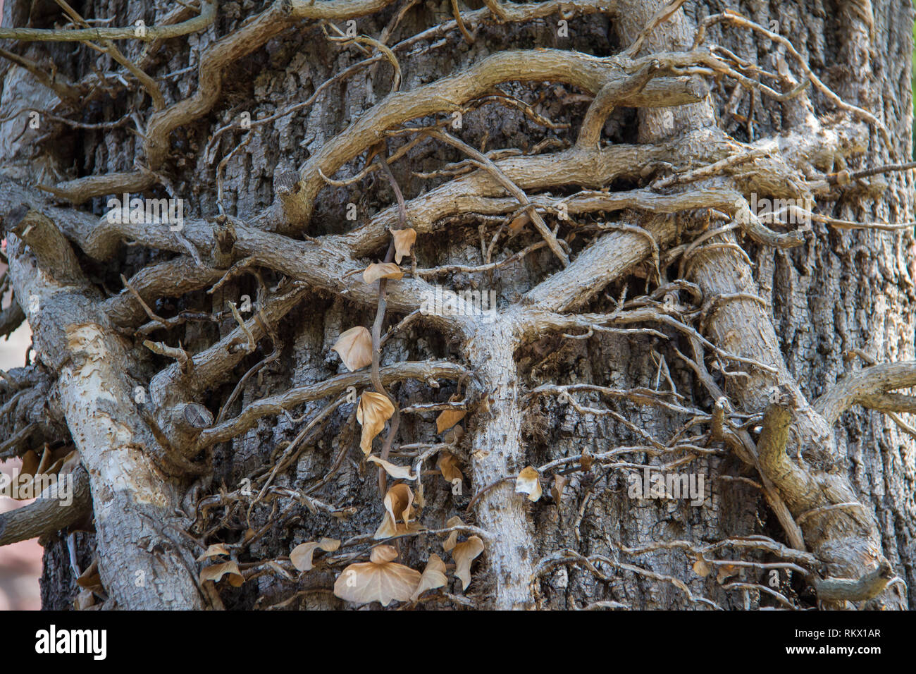 The stems of the plant tight braid tree trunk Stock Photo - Alamy