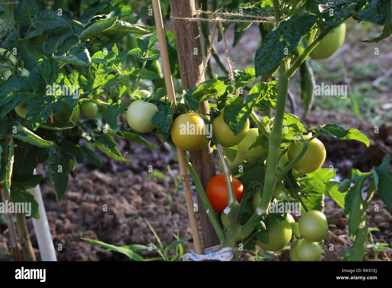 Green tomatoes ripen on bushes Stock Photo - Alamy