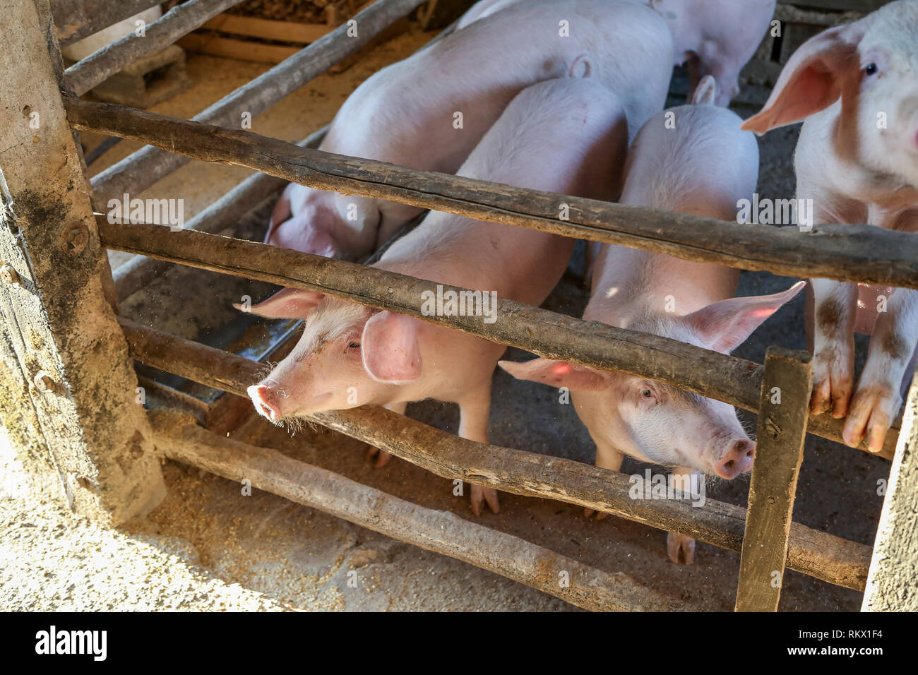 Pig hof hi-res stock photography and images - Alamy