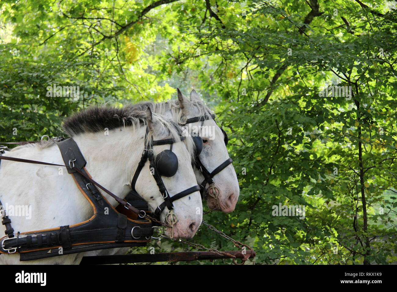 Eye Blinders High Resolution Stock Photography and Images - Alamy