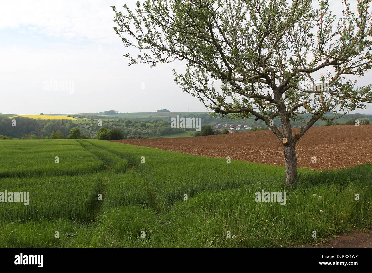 Spring landscape / Spring landscape with fields and meadows Stock Photo ...