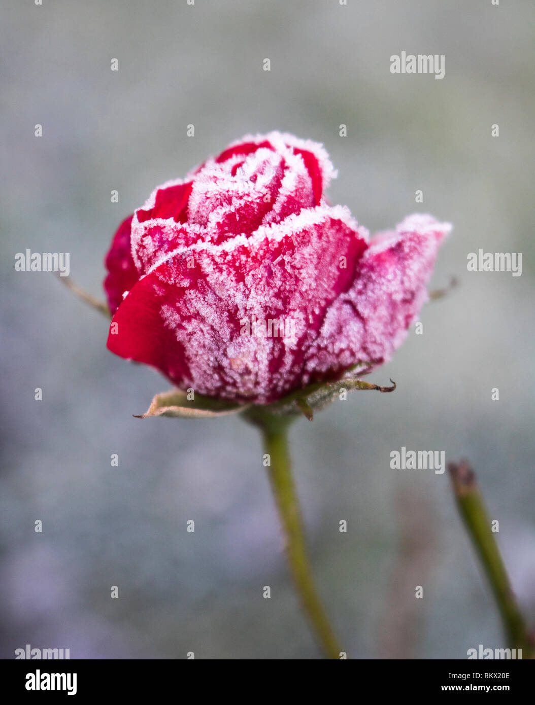 Frozen beauty in the garden hi-res stock photography and images - Alamy