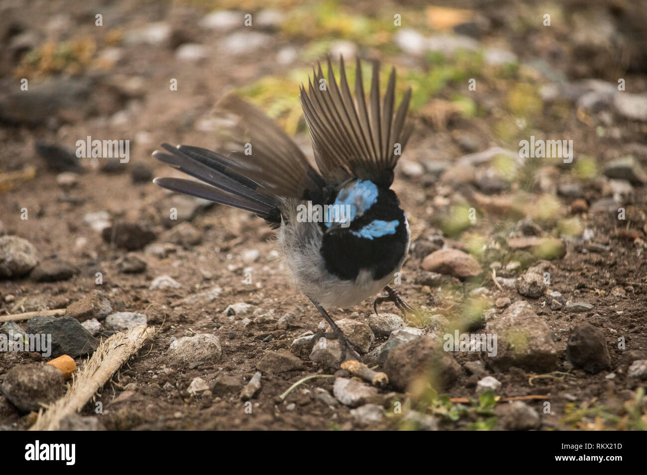 Superb Fairywren (Malurus cyaneus), Eastern Australia Stock Photo - Alamy