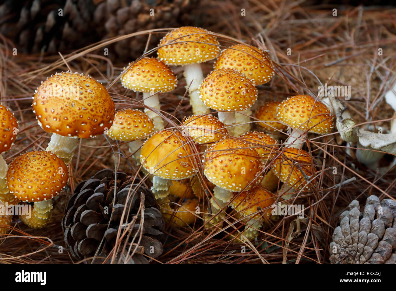 Shaggy pholiota mushroom /Shaggy scalycap (Pholiota squarrosa Stock Photo - Alamy