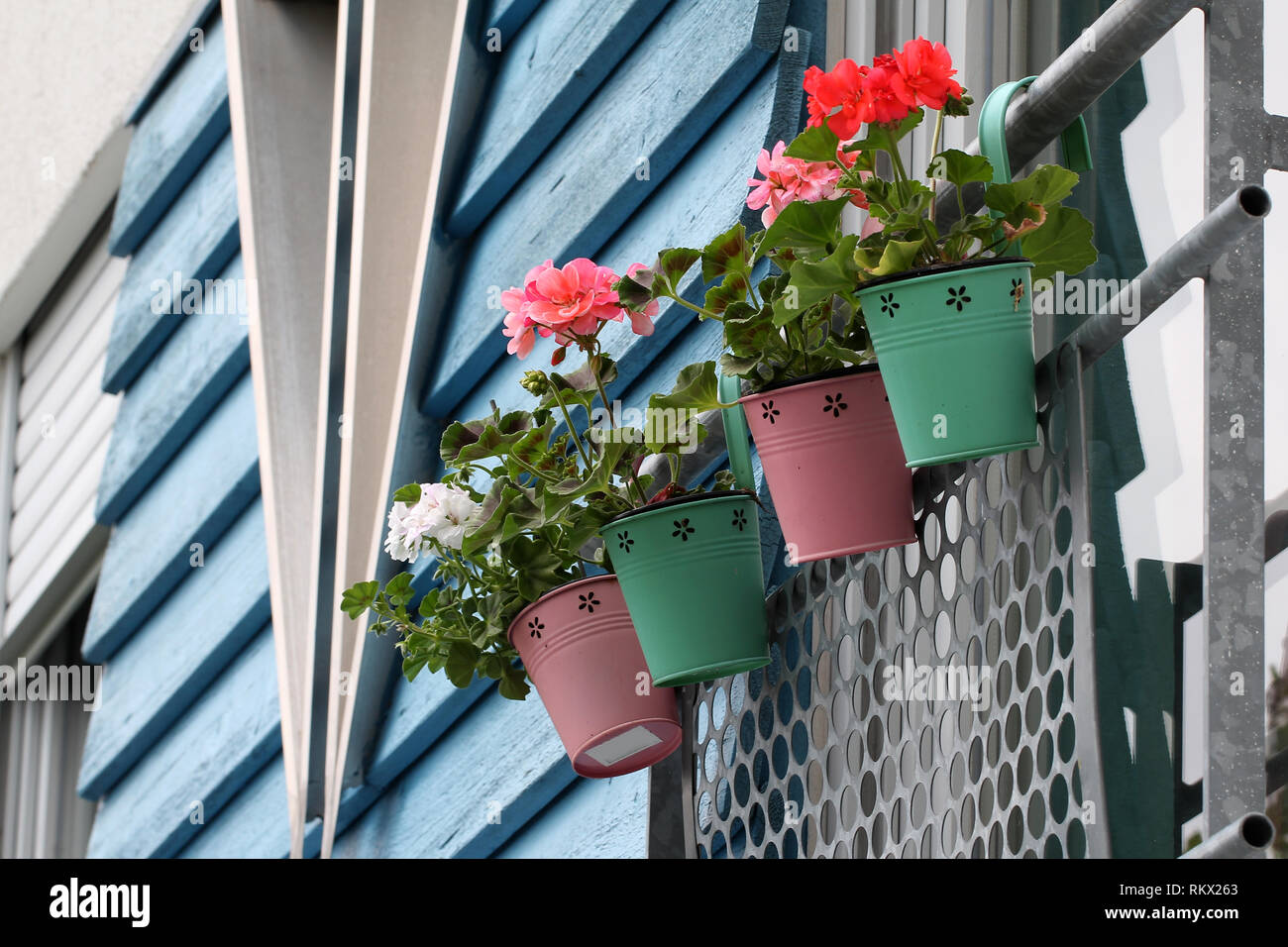 Potted geraniums on the balcony Stock Photo - Alamy