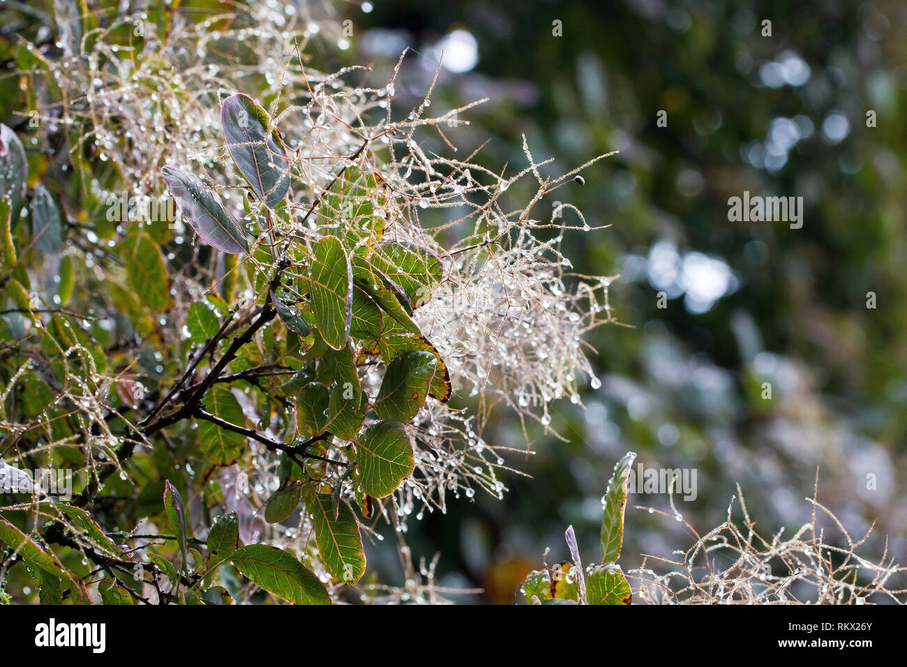 Morning dew. Drops on the branches of trees Stock Photo - Alamy