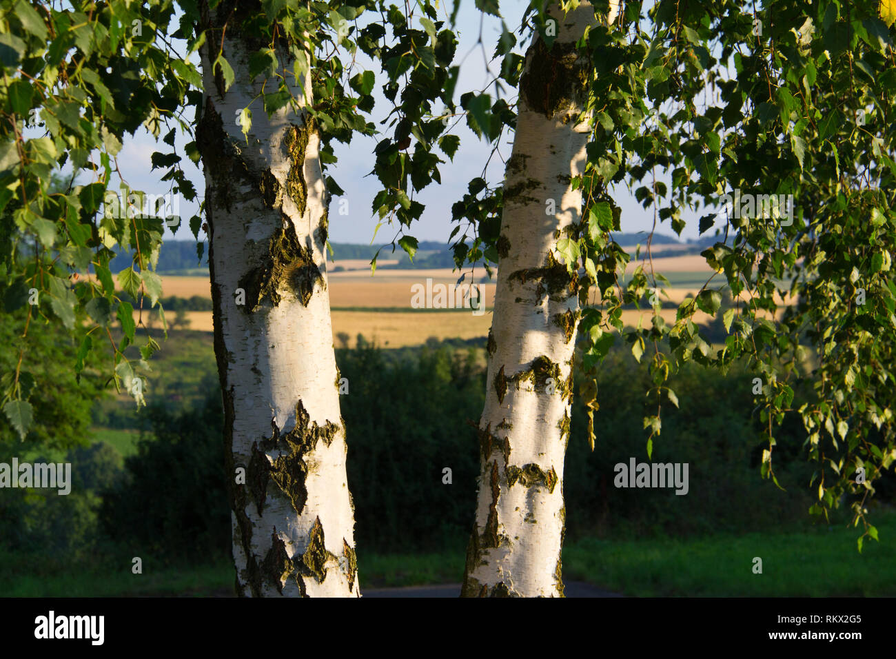 Two birch trees stand hi-res stock photography and images - Alamy