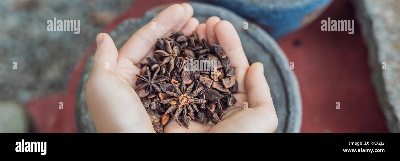 Badyan, anise in female hands against the backdrop of spices BANNER ...