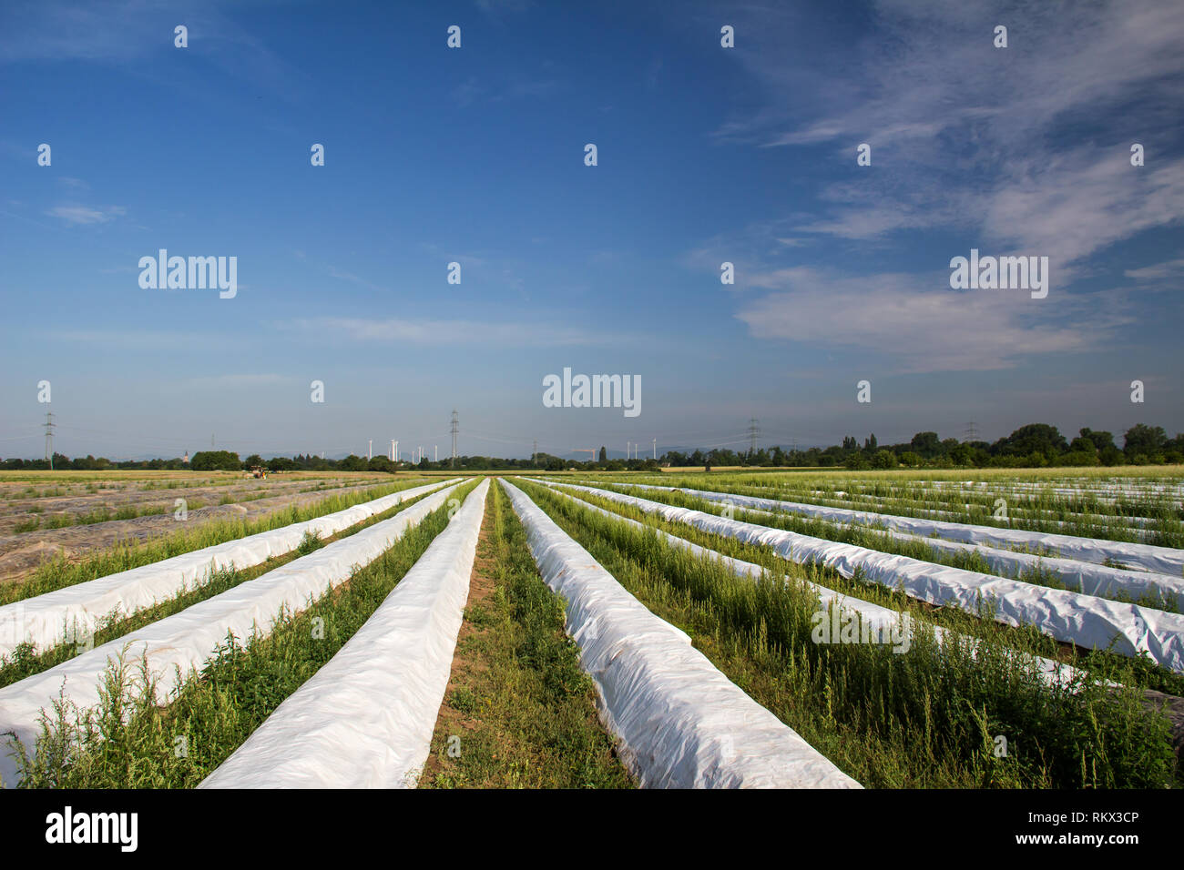 Farmer growing asparagus agricultural hi-res stock photography and ...