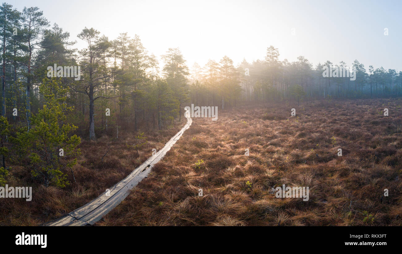 Path Through Woods, Morning Mist Stock Photo - Alamy