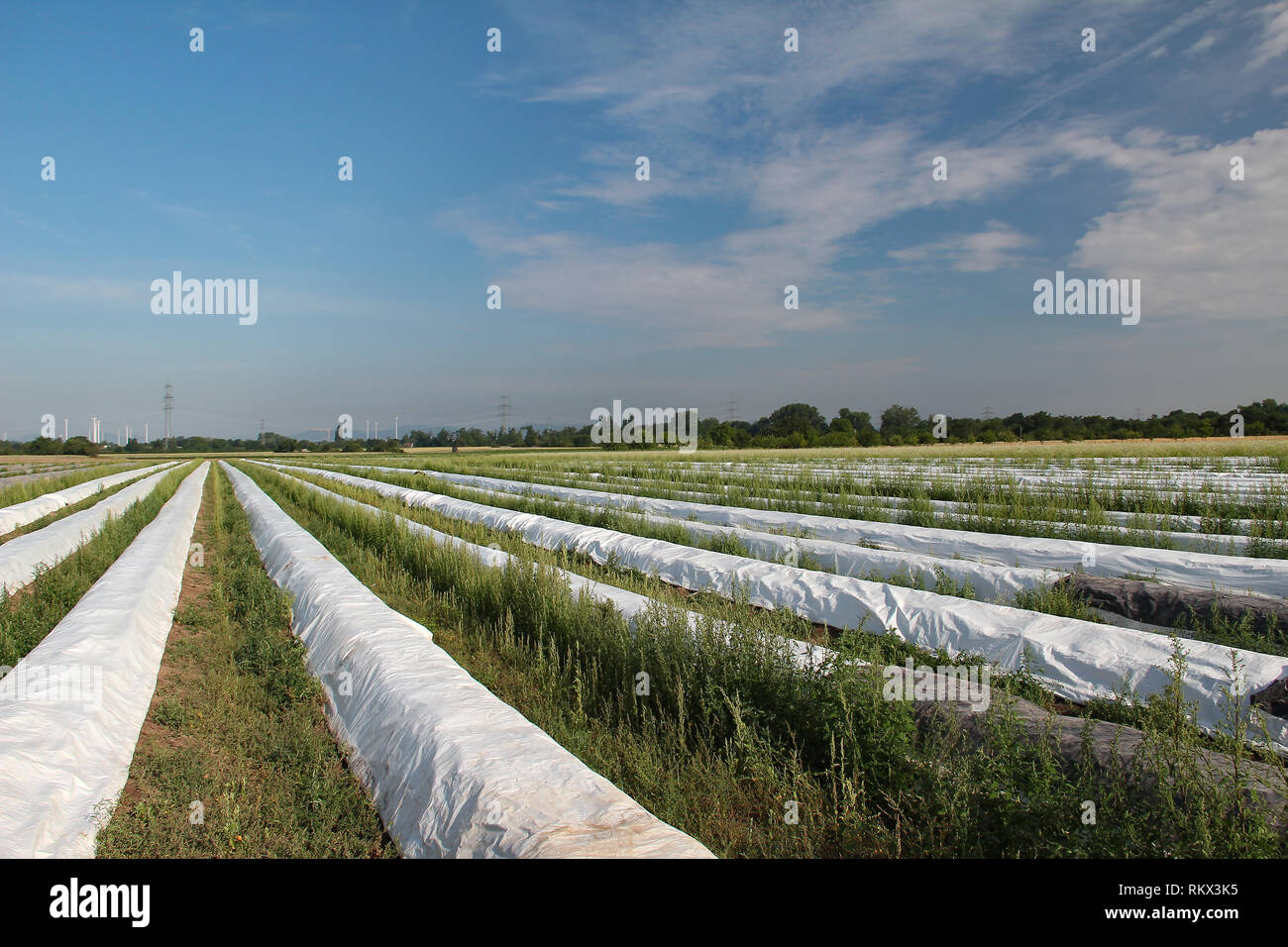 Asparagus field after the rain Stock Photo - Alamy