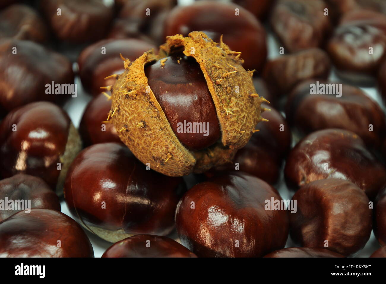 Chestnut / The fruits of the chestnut Stock Photo - Alamy