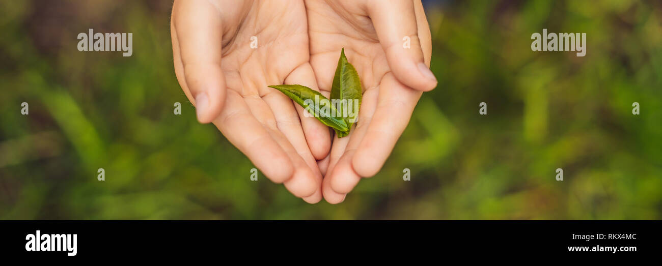 Child's hands picking up tea leaves at a tea plantation for product ...